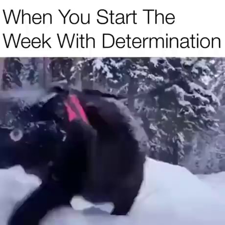 When You Start The Week With Determination - America’s best pics and videos
