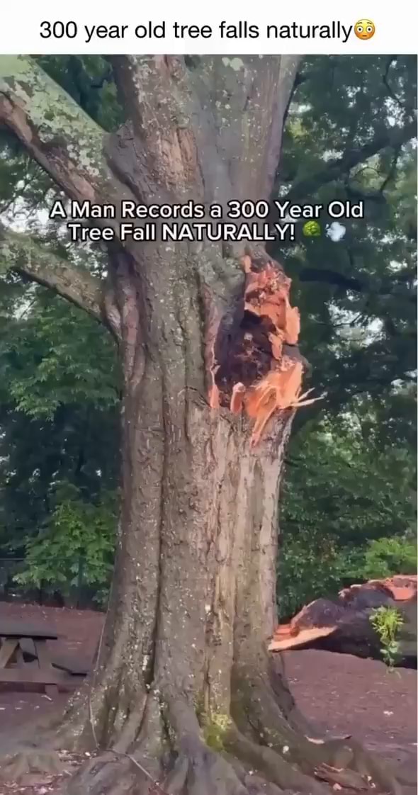 300 year old tree falls naturally Man Records a 300 Year Old Tree Fall ...