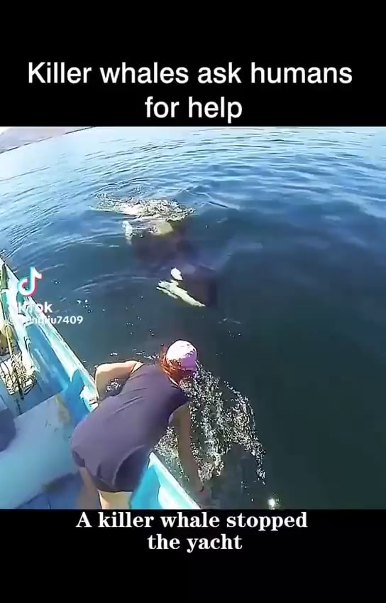 Killer whales ask humans for help is A killer whale stopped the yacht ...