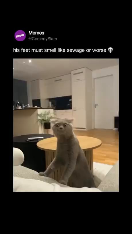 Memes his feet must smell like sewage or worse - America’s best pics ...