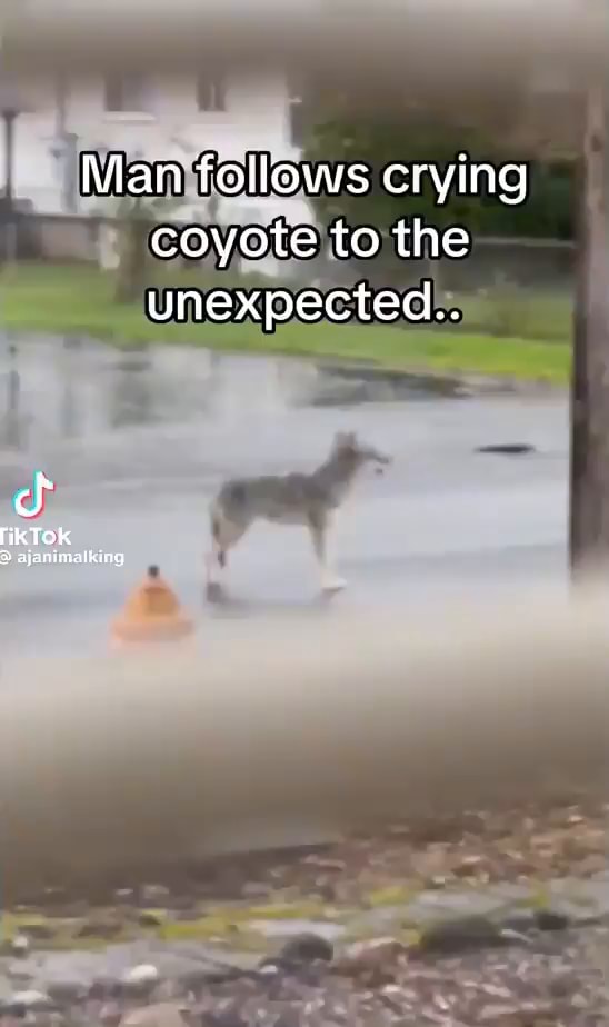 Man follows crying coyote to the unexpected... ikTOk ajanimalking ...
