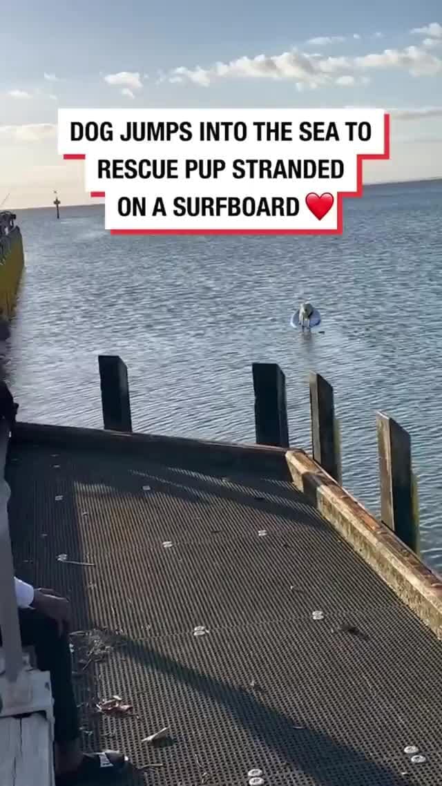Dogs 🥹 ️ - DOG JUMPS INTO THE SEA TO RESCUE PUP STRANDED II ON A ...