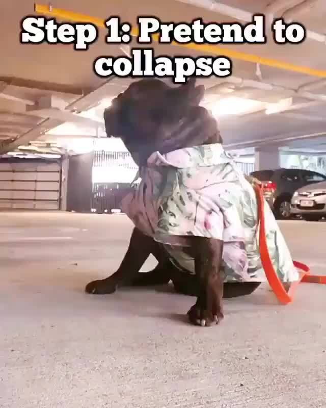 Step 1: Pretend to collapse - America’s best pics and videos