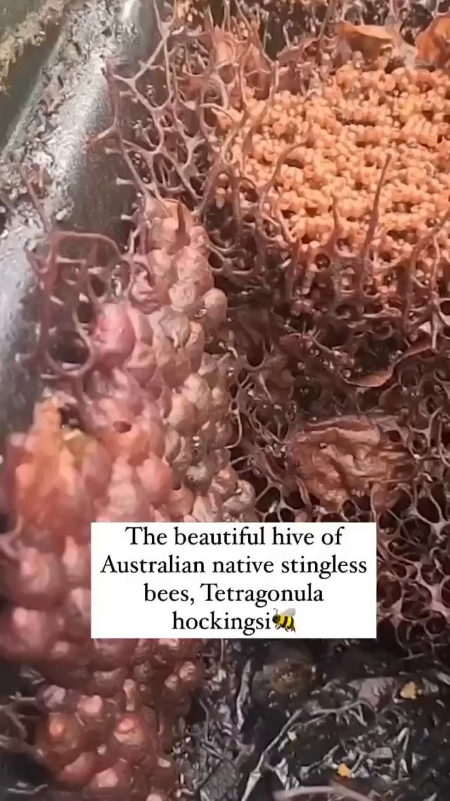 Trypophobia has entered the chat💀 Via @viralhog - The beautiful hive of ...