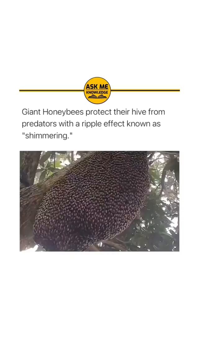 Giant honeybees produce shimmering waves for defense purposes ...