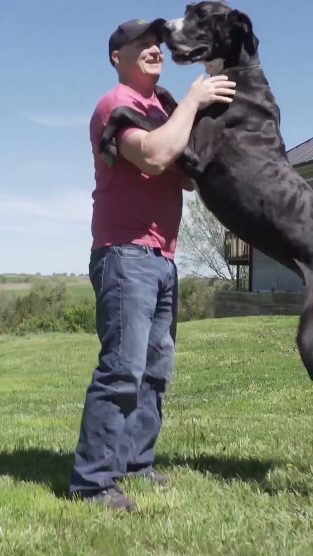 Kevin the Great Dane officially Tallest Living Dog according to ...