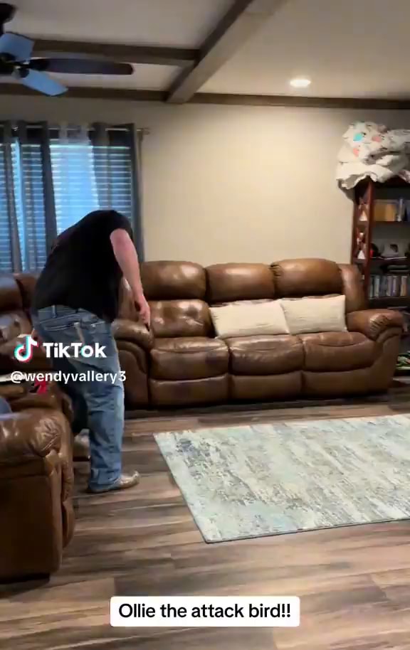 TikTok Ollie the attack bird! - America’s best pics and videos