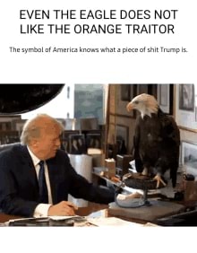 EVEN THE EAGLE DOES NOT LIKE THE ORANGE TRAITOR - America’s best pics ...